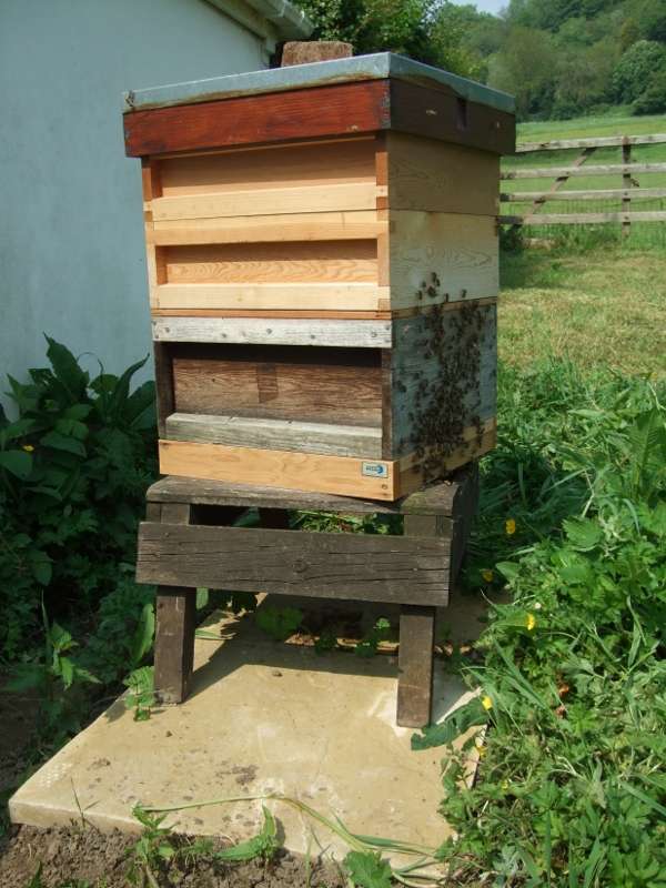 Beehives | Talking With Bees