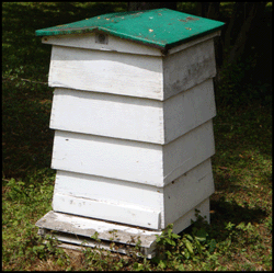 WBC hive | Talking With Bees