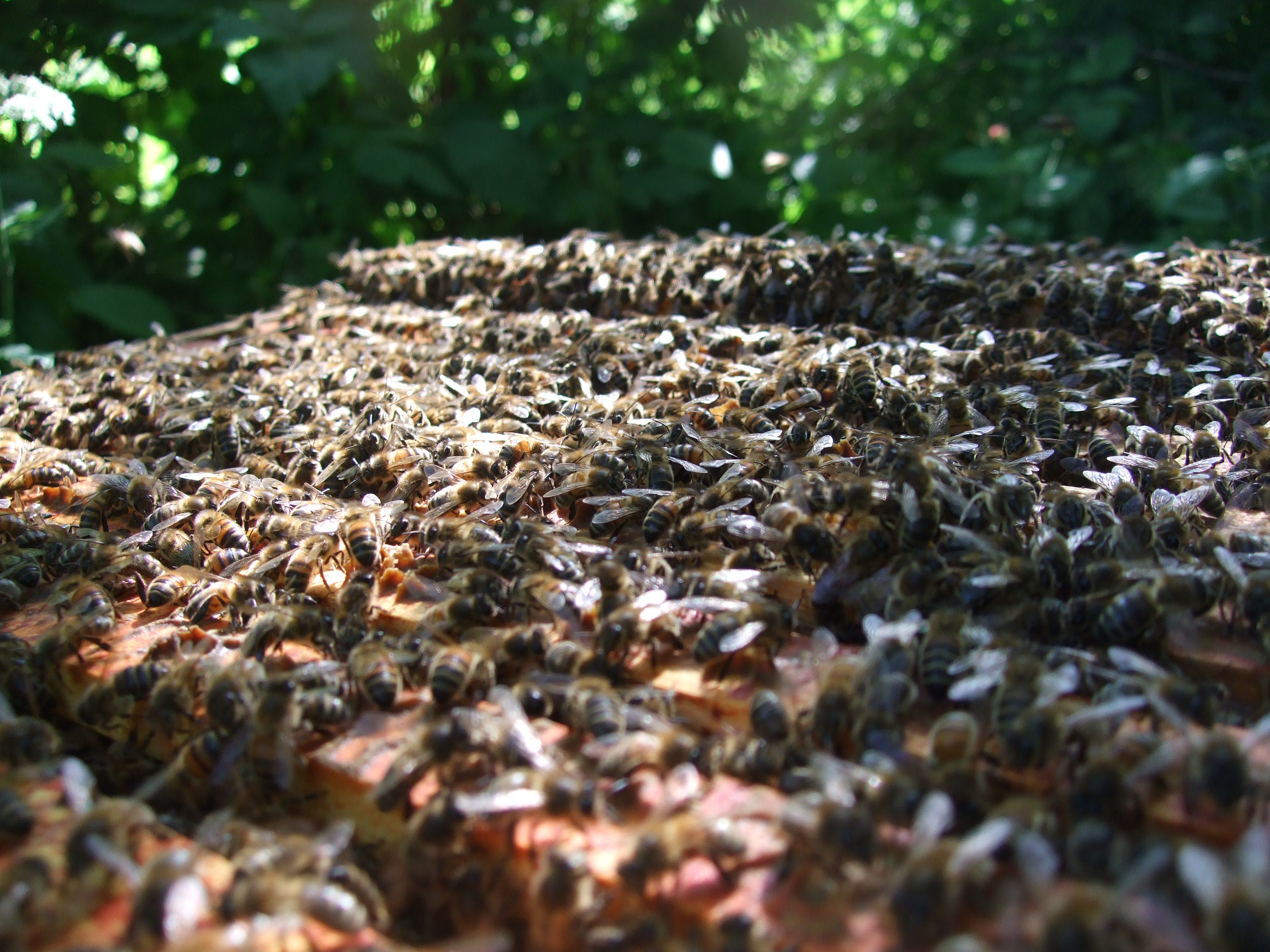 Honeybee Photos | Talking With Bees