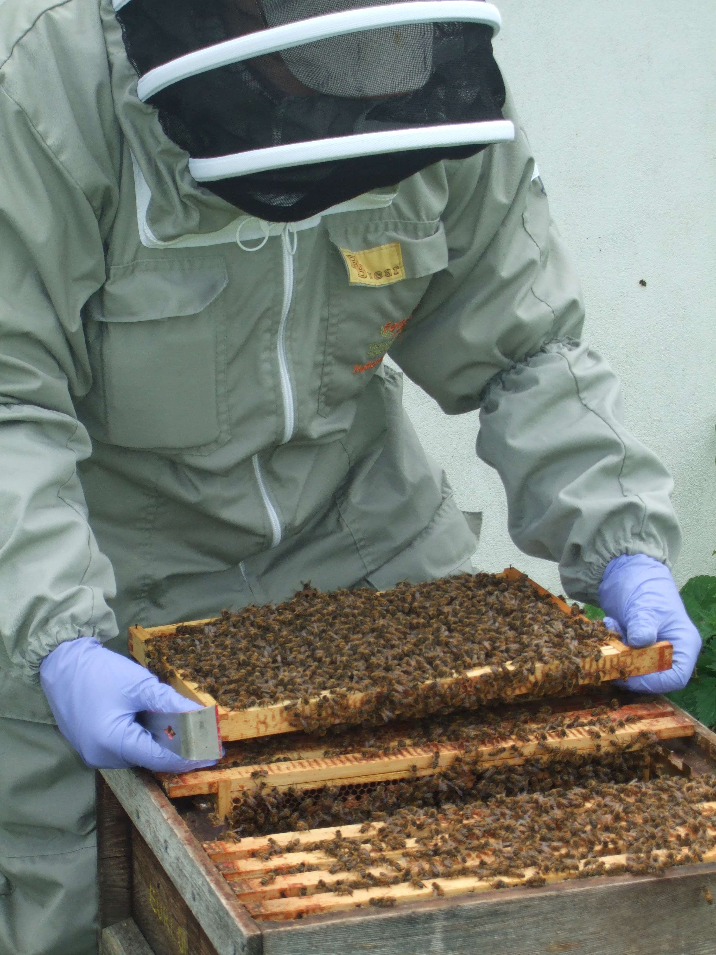 EU Honeybee Surveillance Programme (Visit 1 of 3) | Talking With Bees