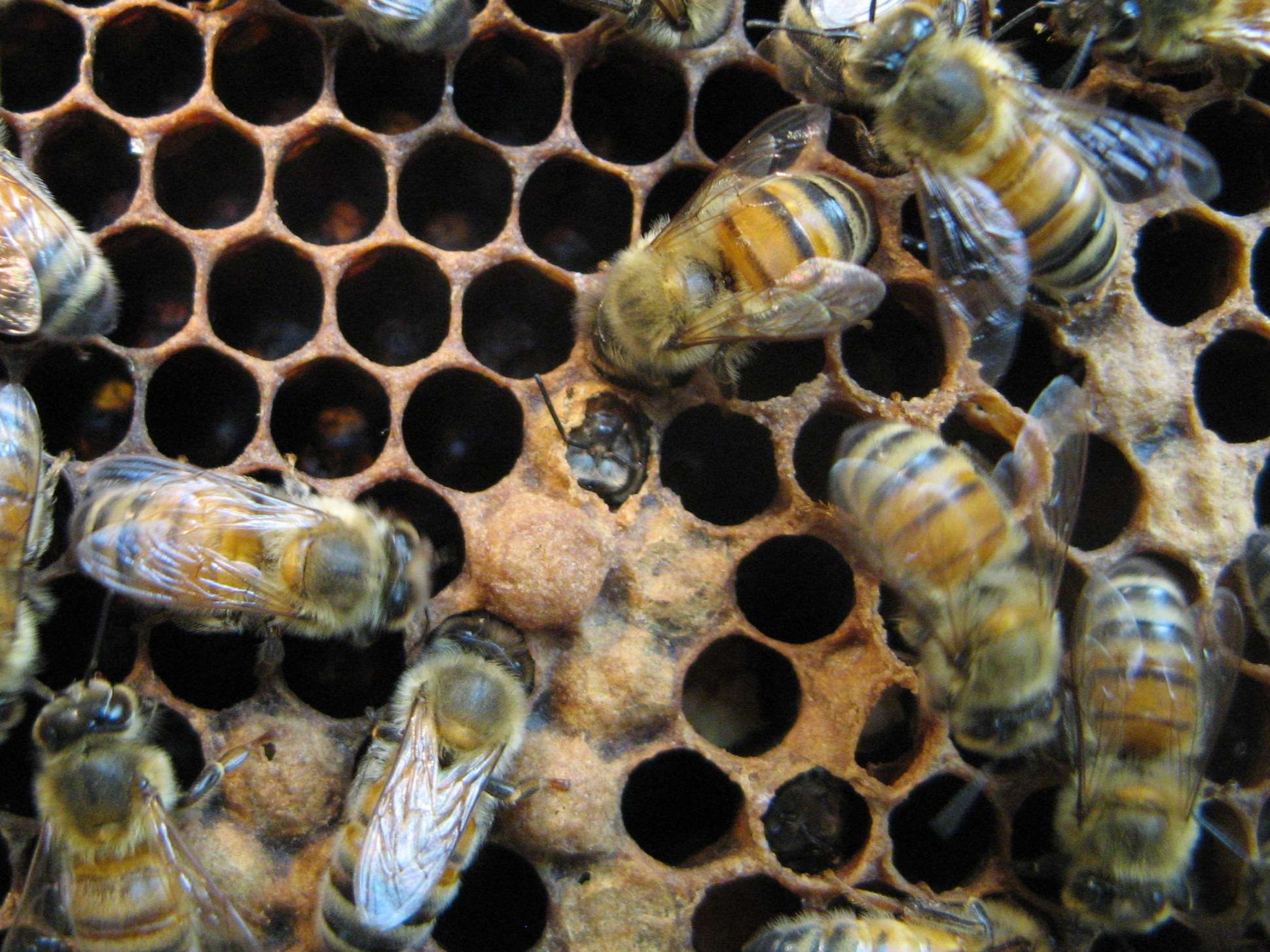 Honeybee Photos | Talking With Bees