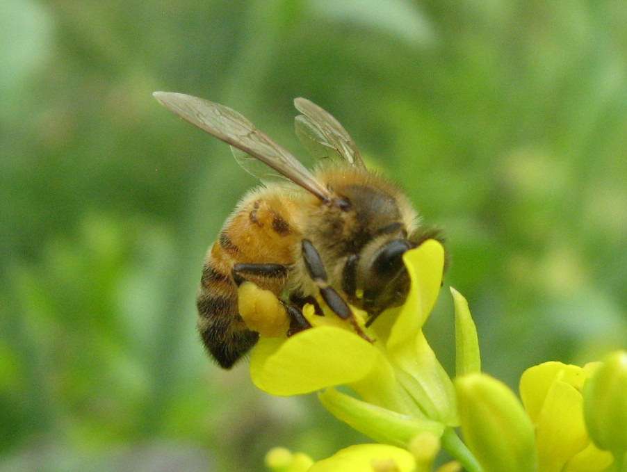 Bee With Pollen