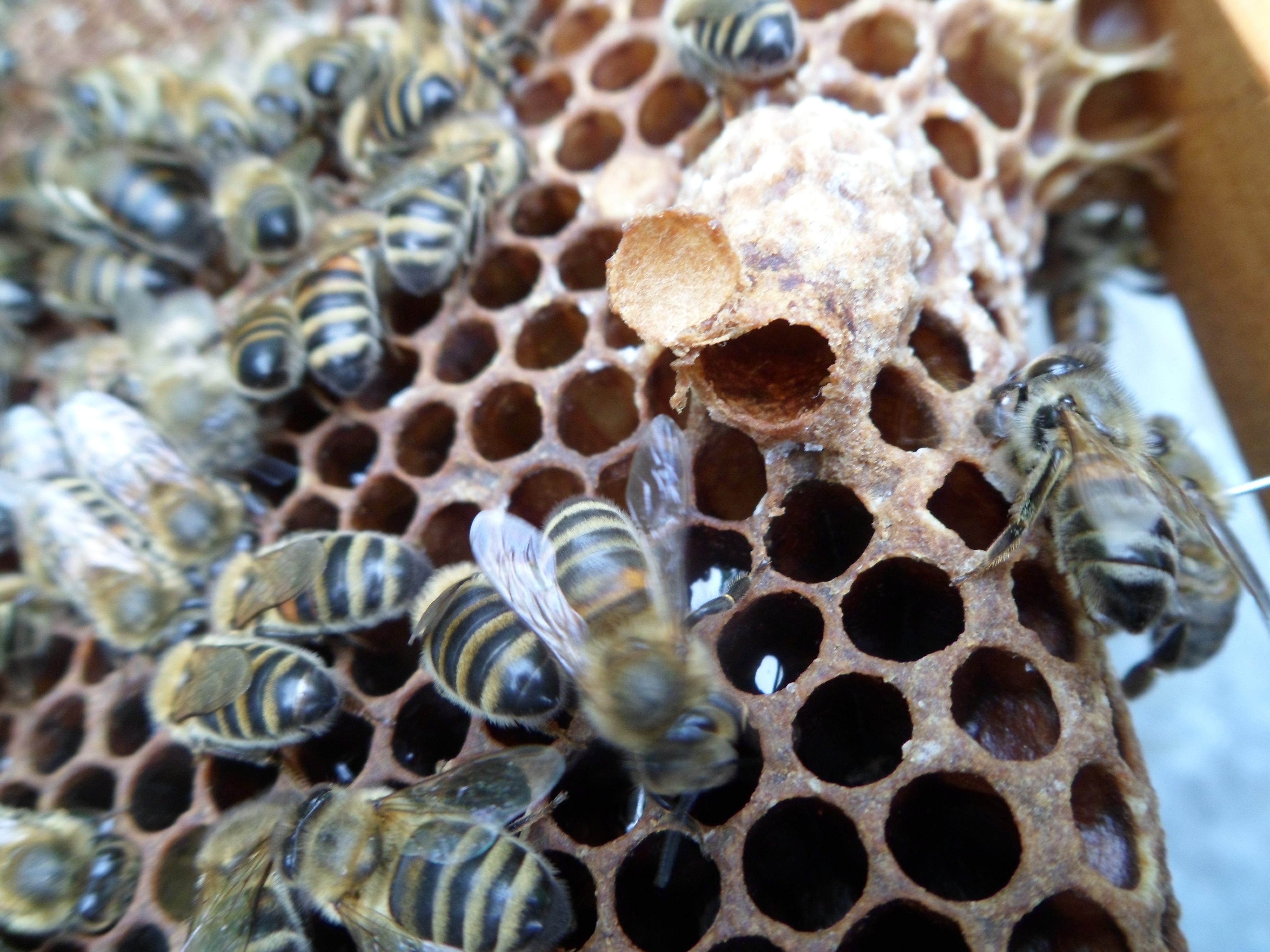 Honeybee Photos | Talking With Bees