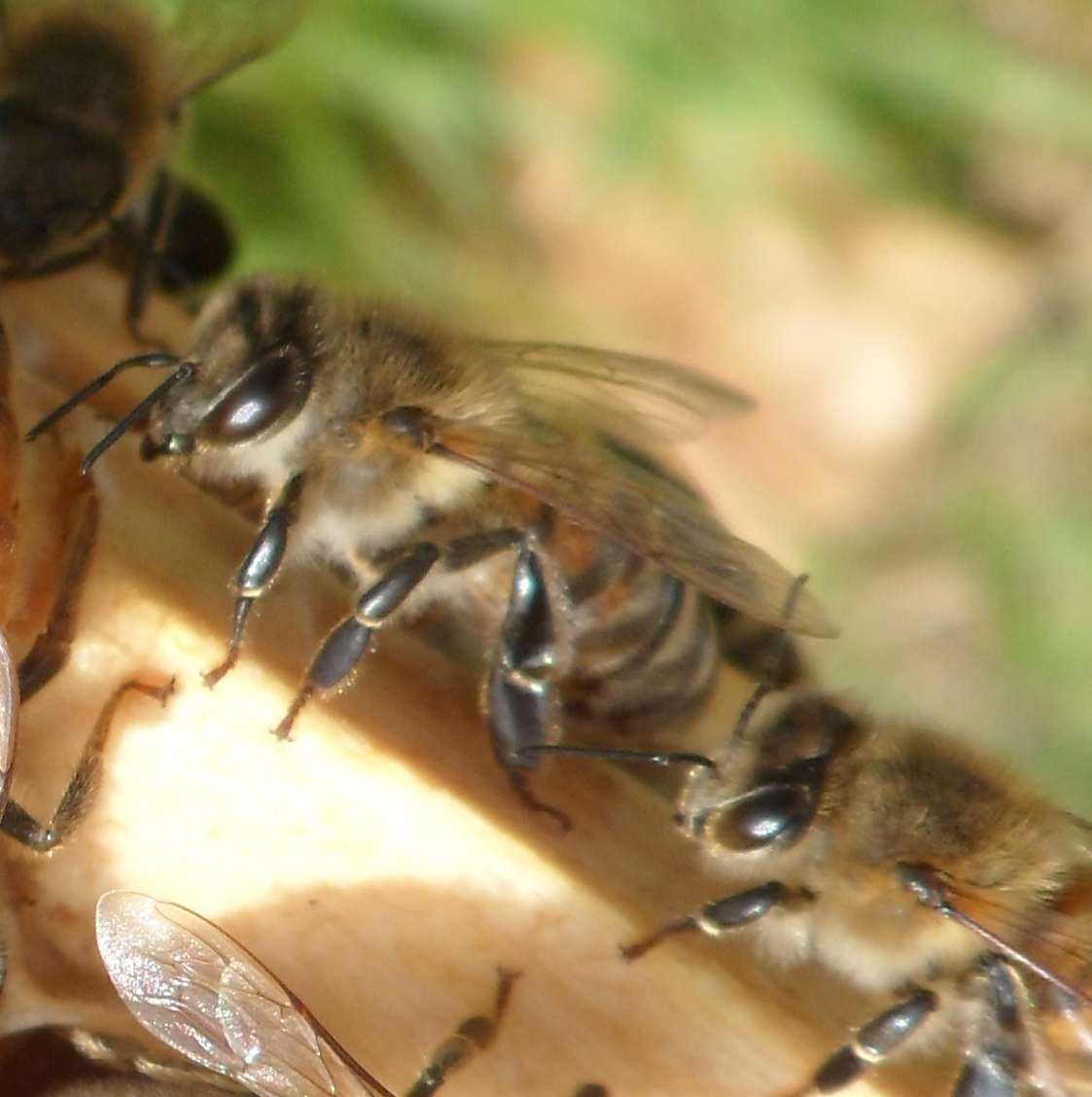 Honeybee Photos | Talking With Bees