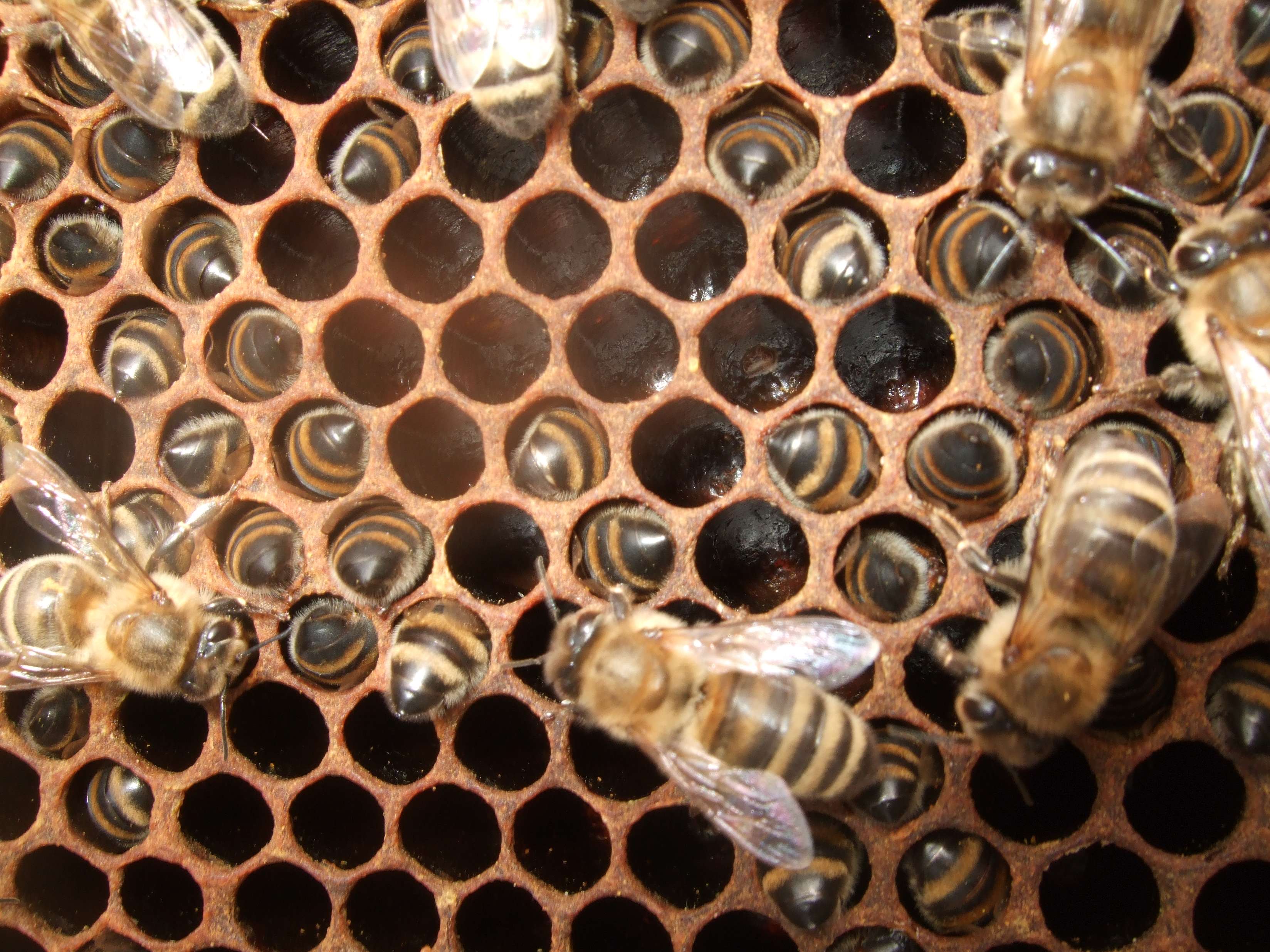 Starving Bees | Talking With Bees