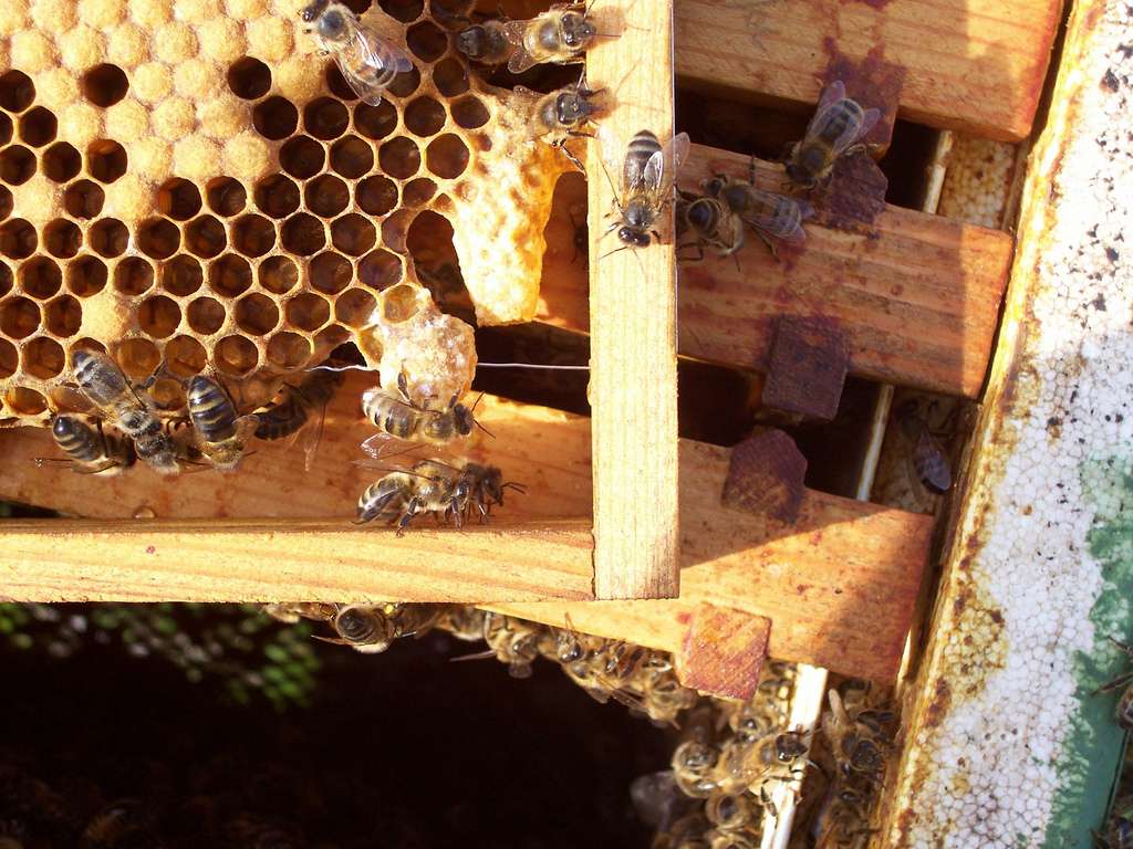 Swarm Cell (photo courtesy of RoofTops, BBKA website) | Talking With Bees