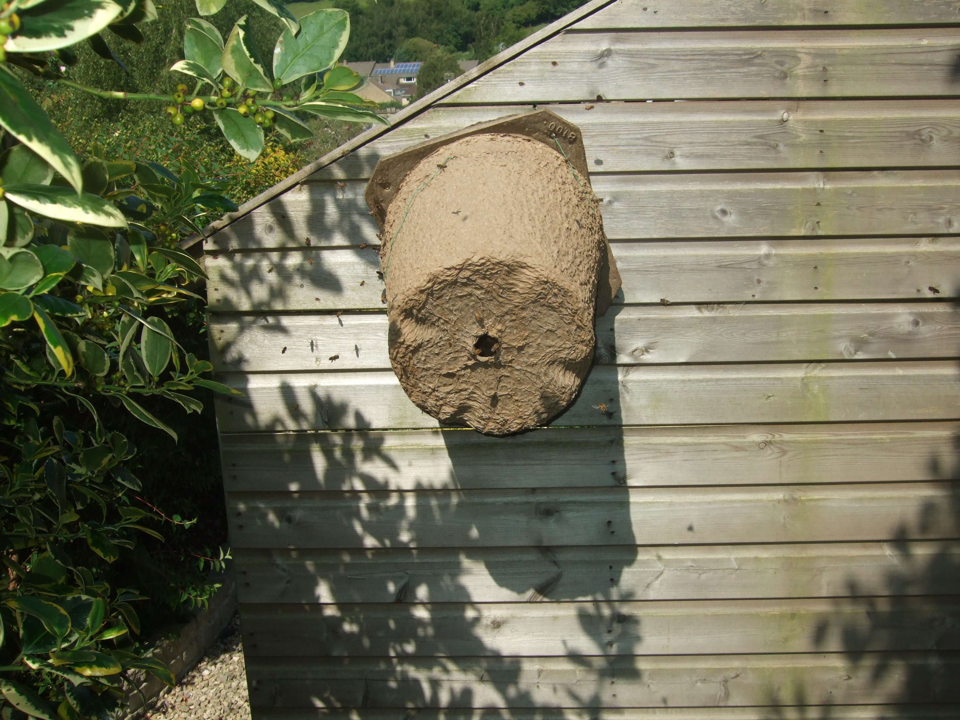 Catching A Swarm | Talking With Bees