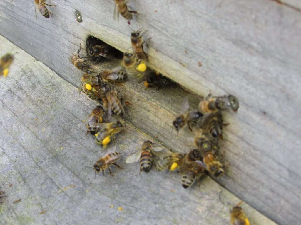Efficient Beekeeping Talking With Bees